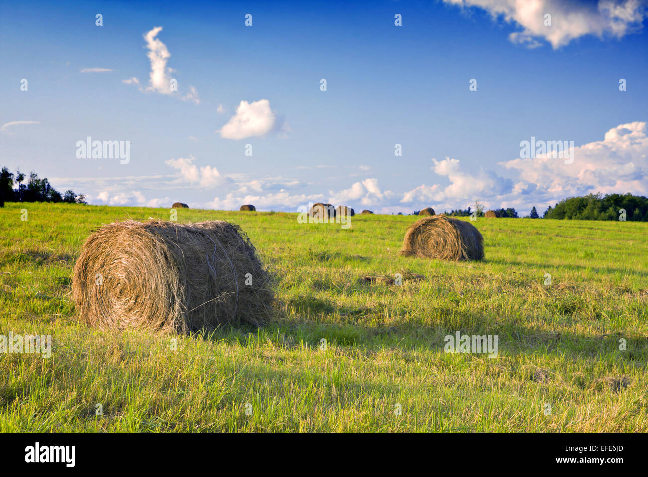 hay bales in a field Stock Photo - Alamy