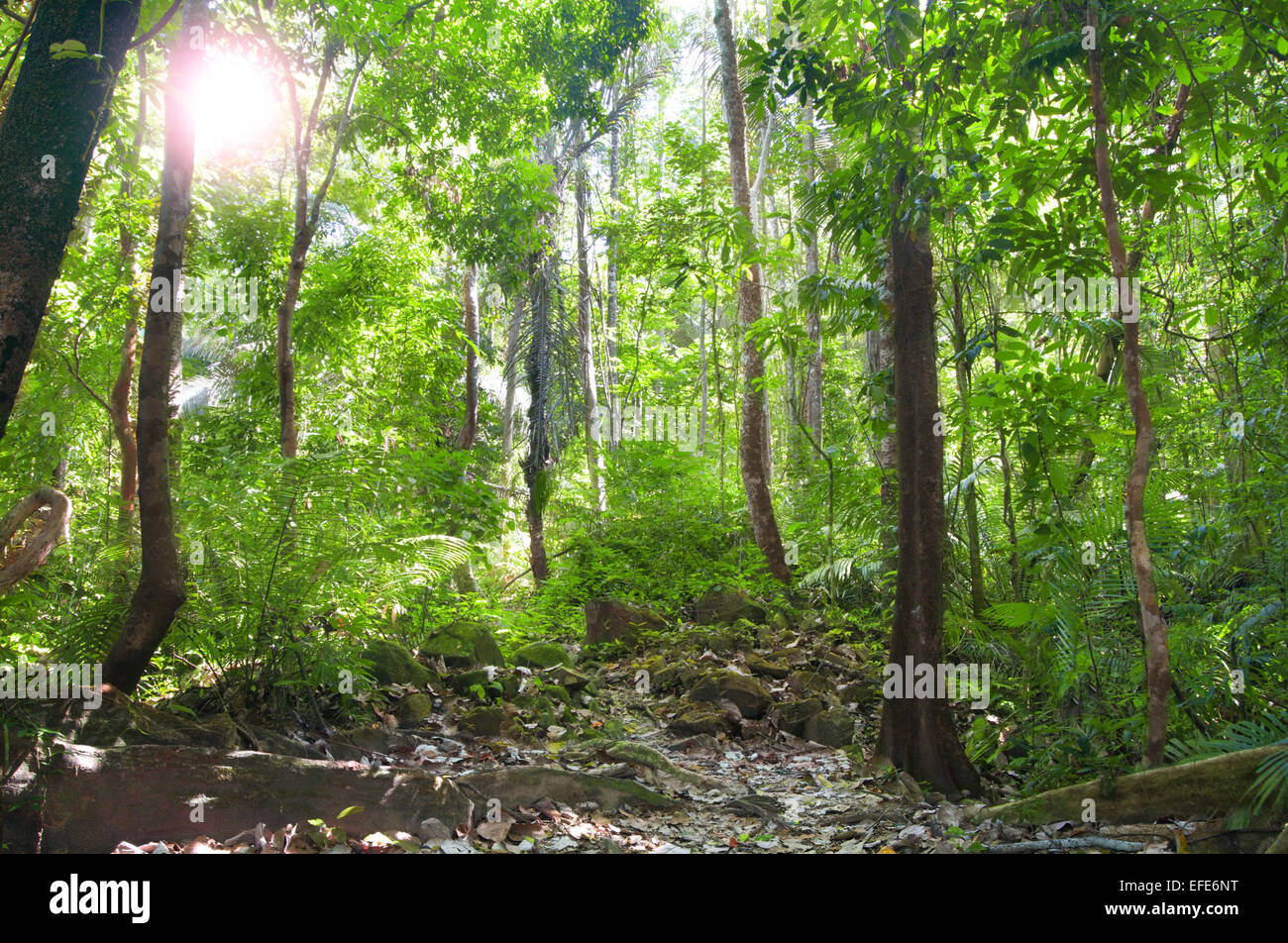 Thick jungle vegetation hi-res stock photography and images - Alamy