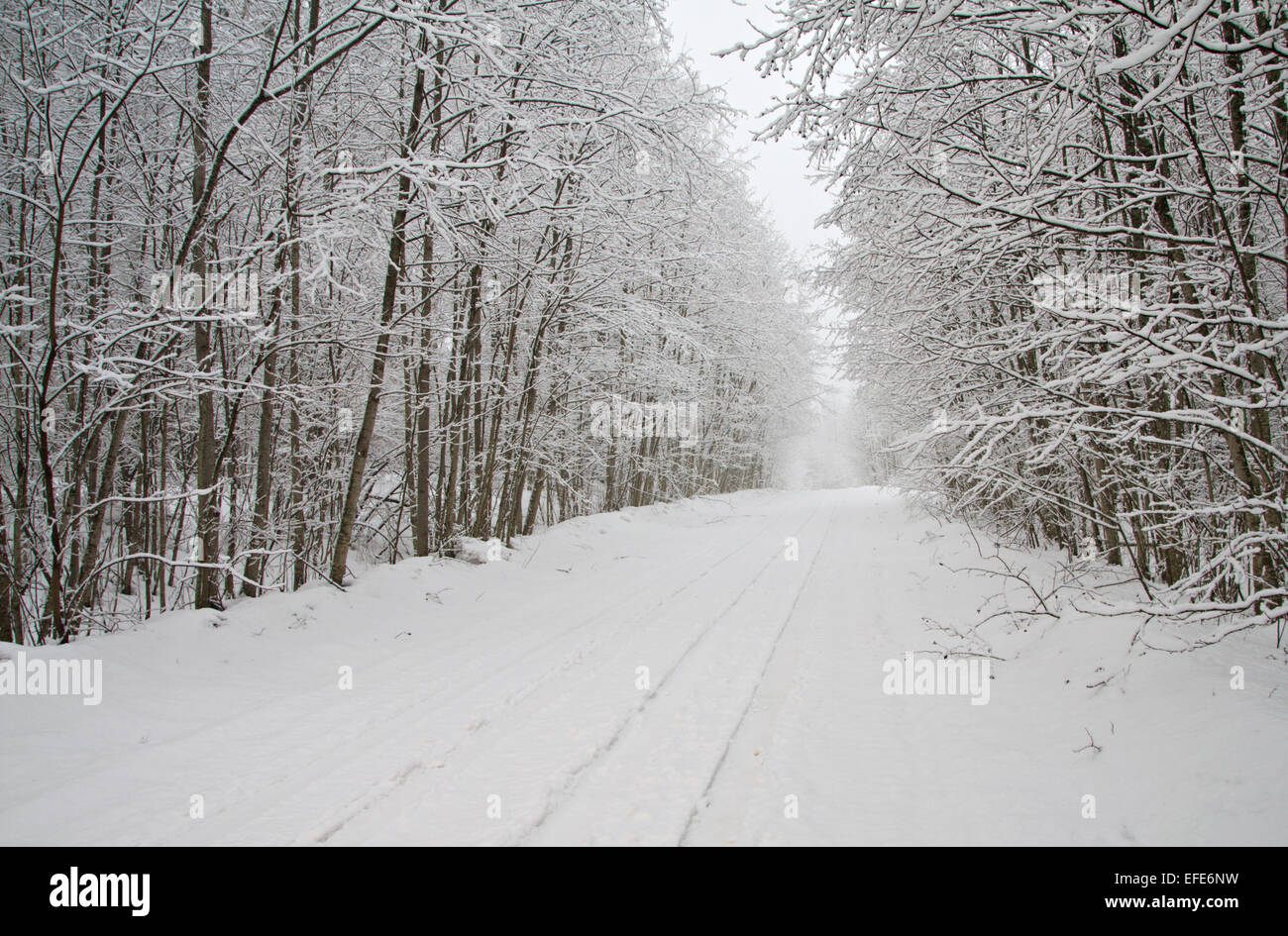 Forest in february hi-res stock photography and images - Alamy
