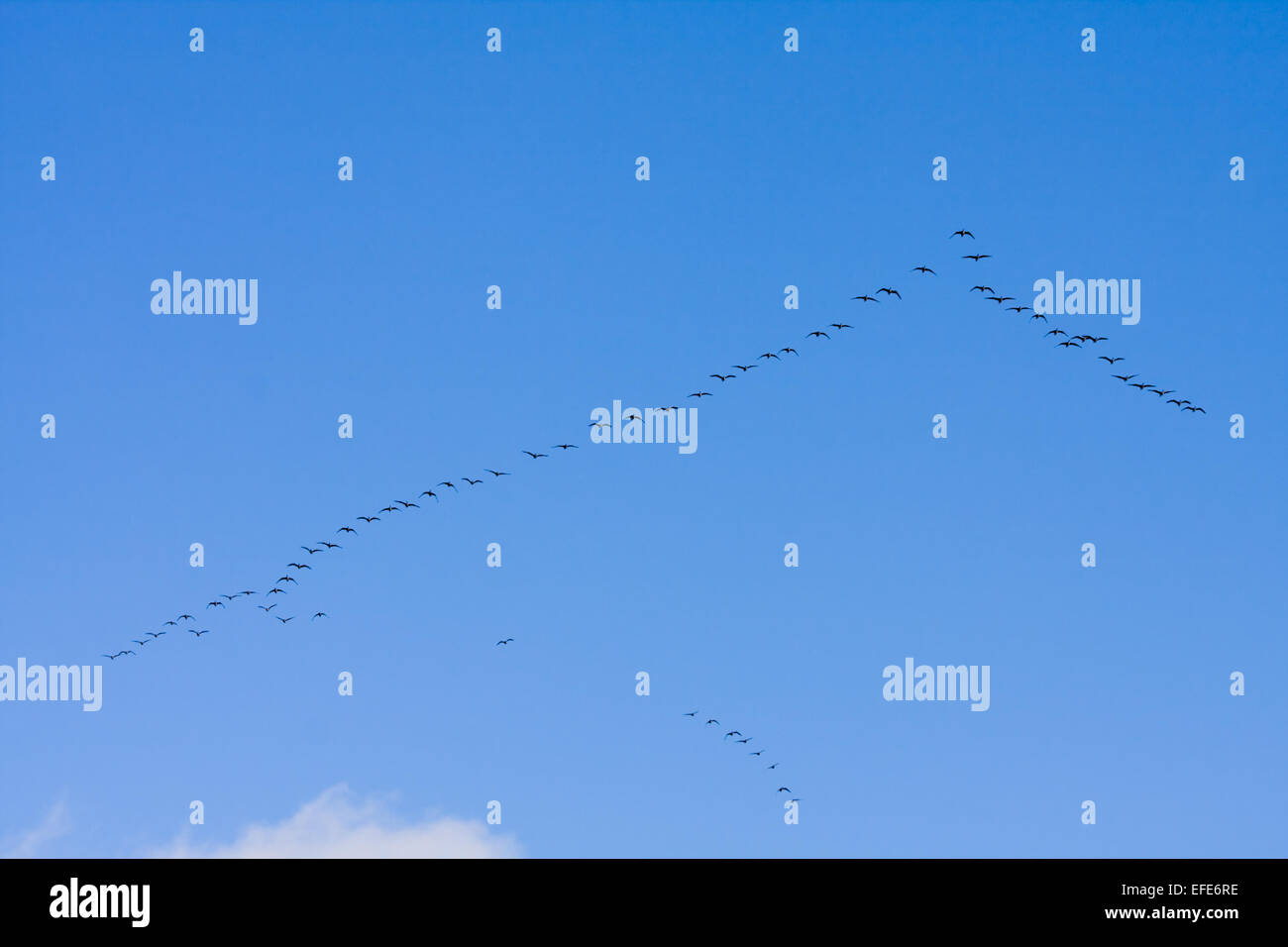 flock of migrating Stock Photo - Alamy