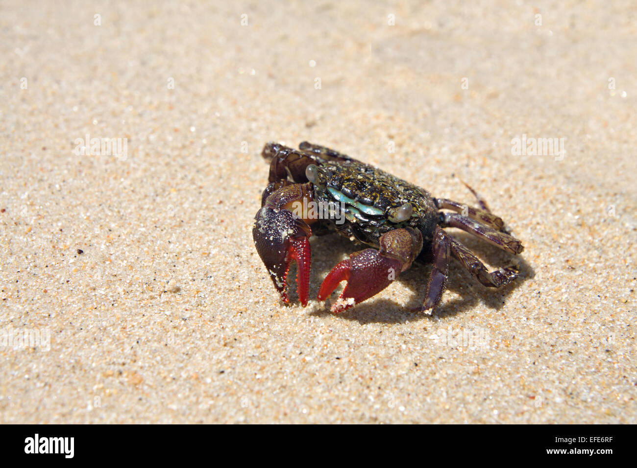 crab on the beach Stock Photo - Alamy