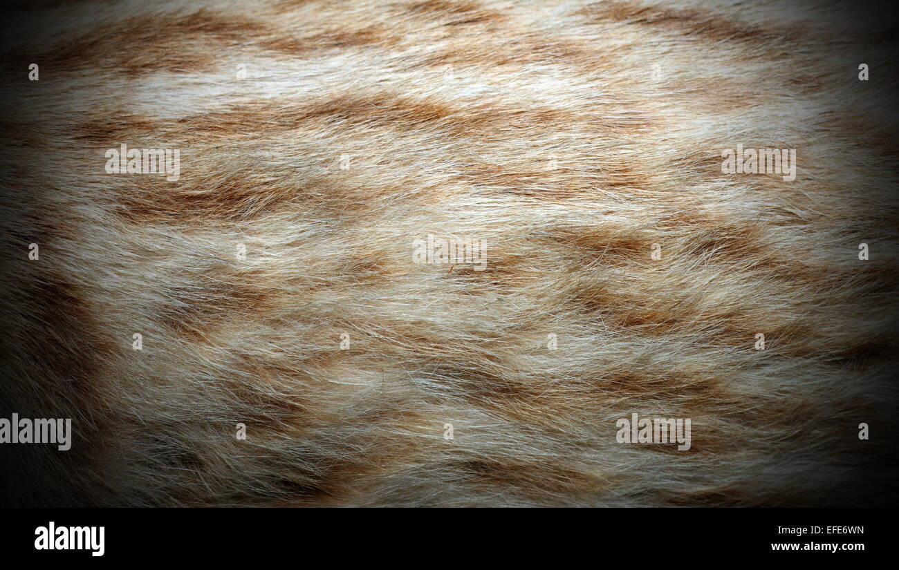 Ocelot ( leopardus pardalis ) textured fur detail. this is a rare cat ...