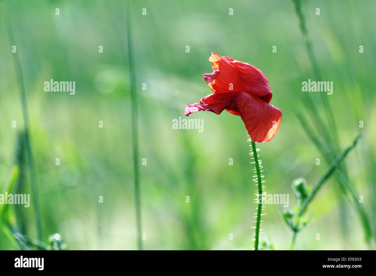 red poppy beginning to fade, blown by the wind in late summer Stock ...