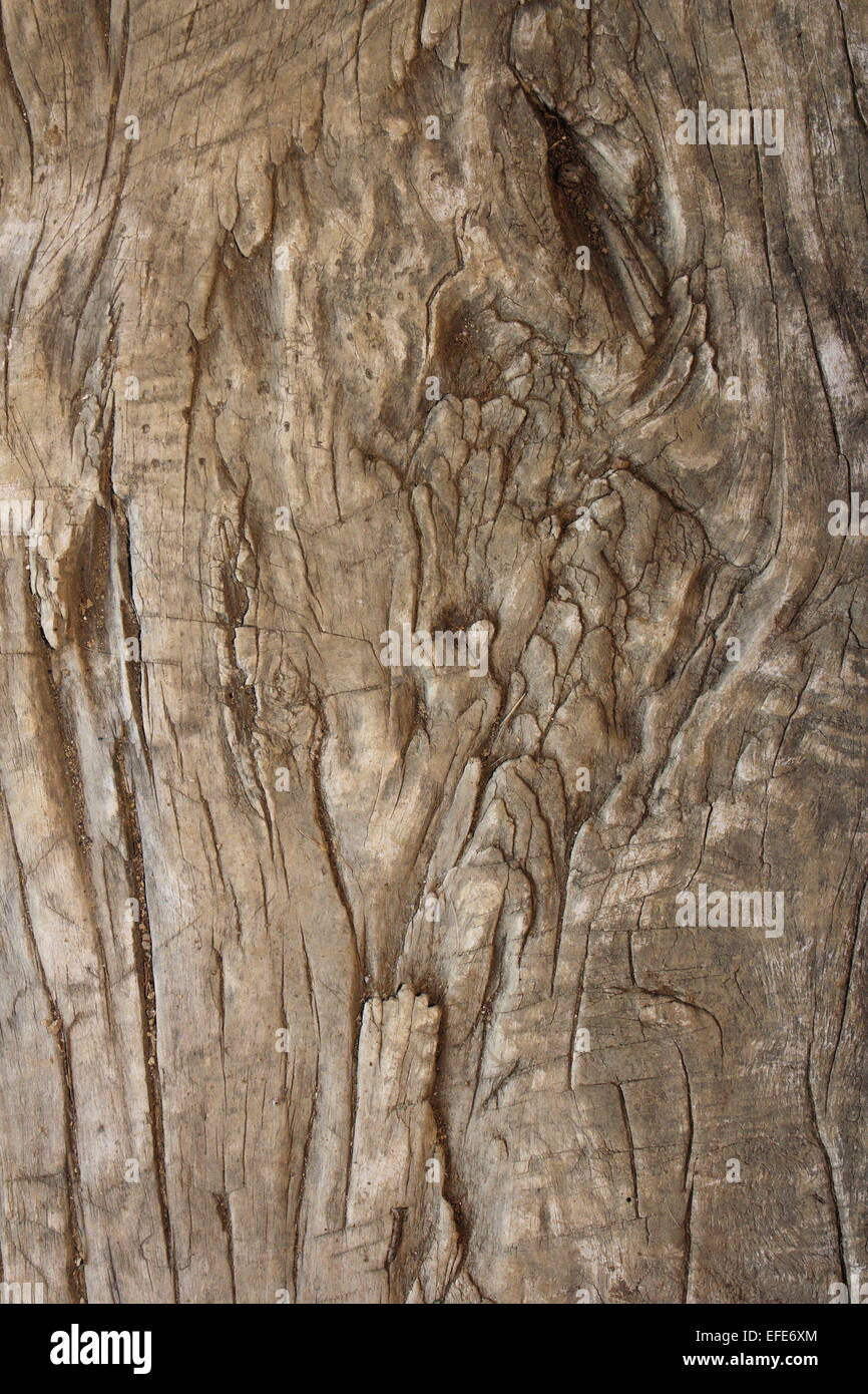Poplar texture hi-res stock photography and images - Alamy