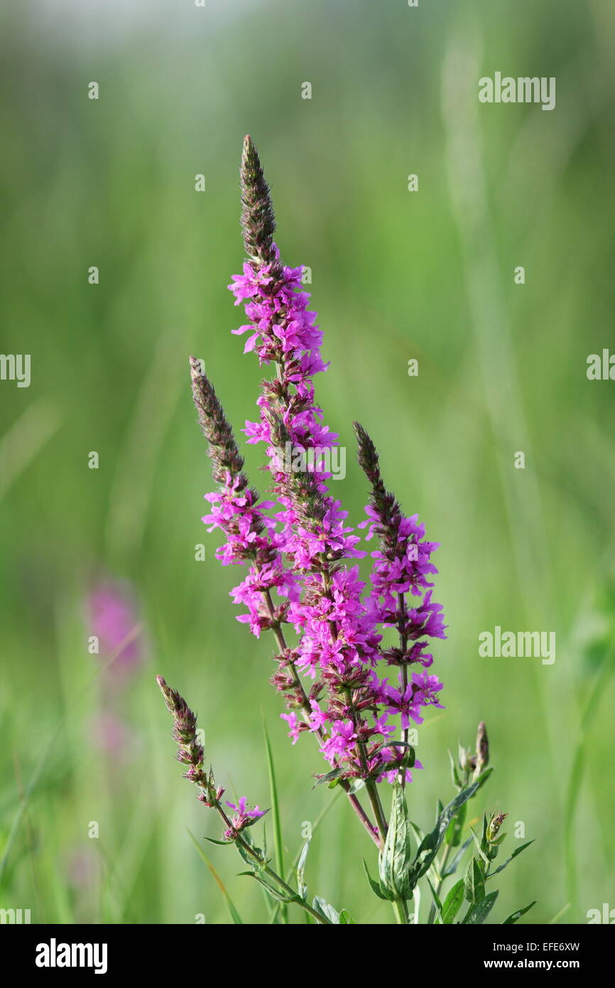 wild violet summer flower growing in the green field Stock Photo - Alamy