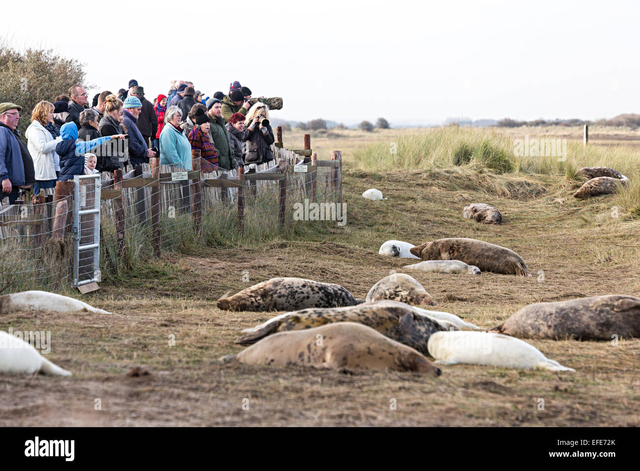 People looking at grey seals, Halichoerus grypus, Donna Nook national ...