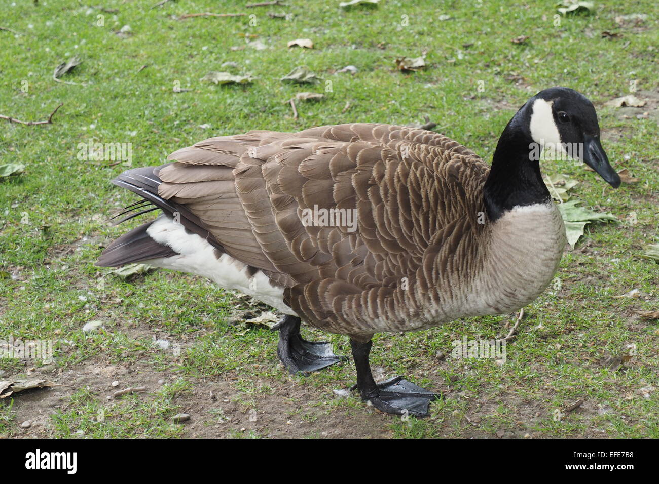 A Canada goose walking on land Stock Photo - Alamy