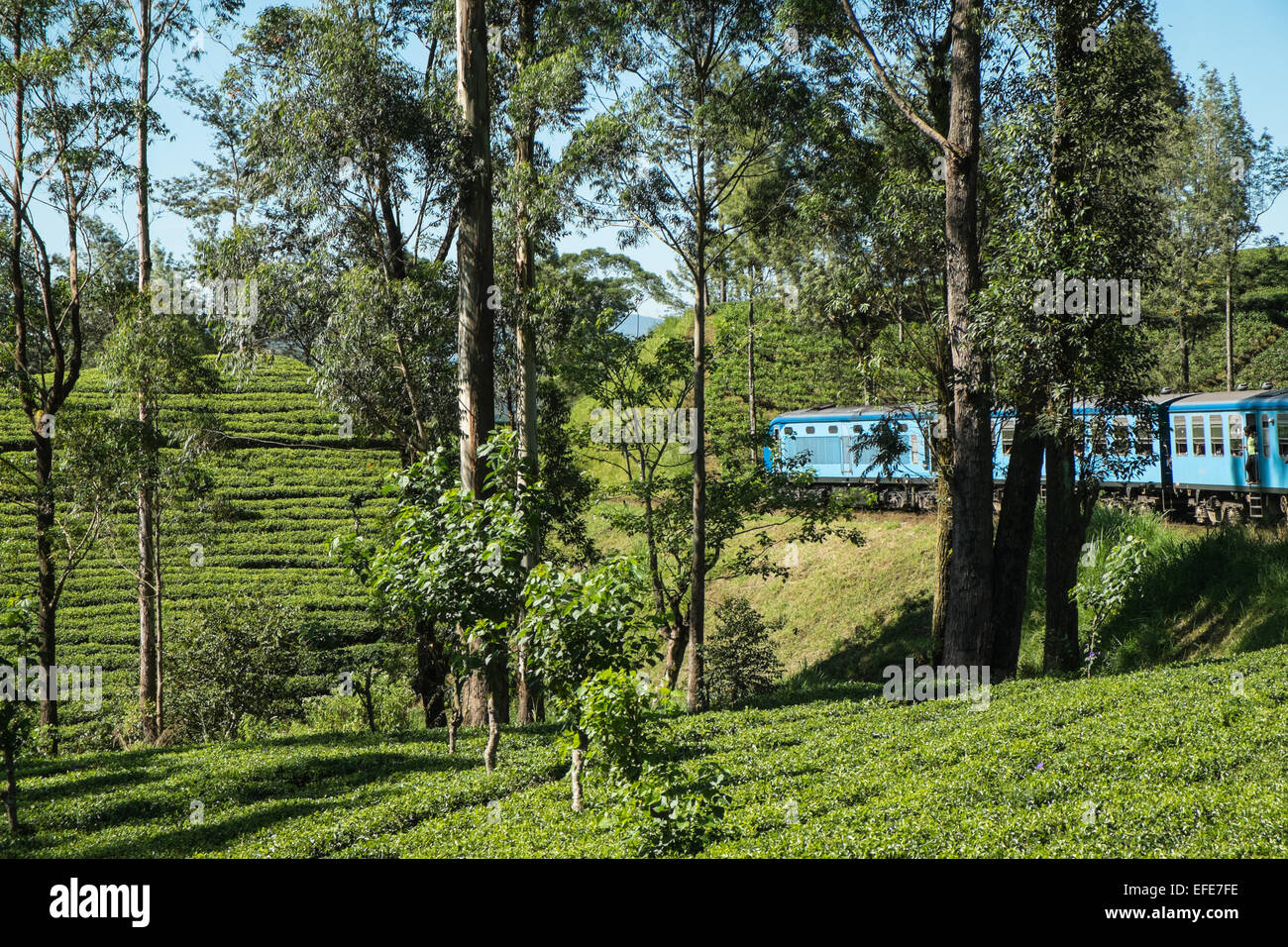 Train trip,journey through tea plantations, countryside in Highlands ...