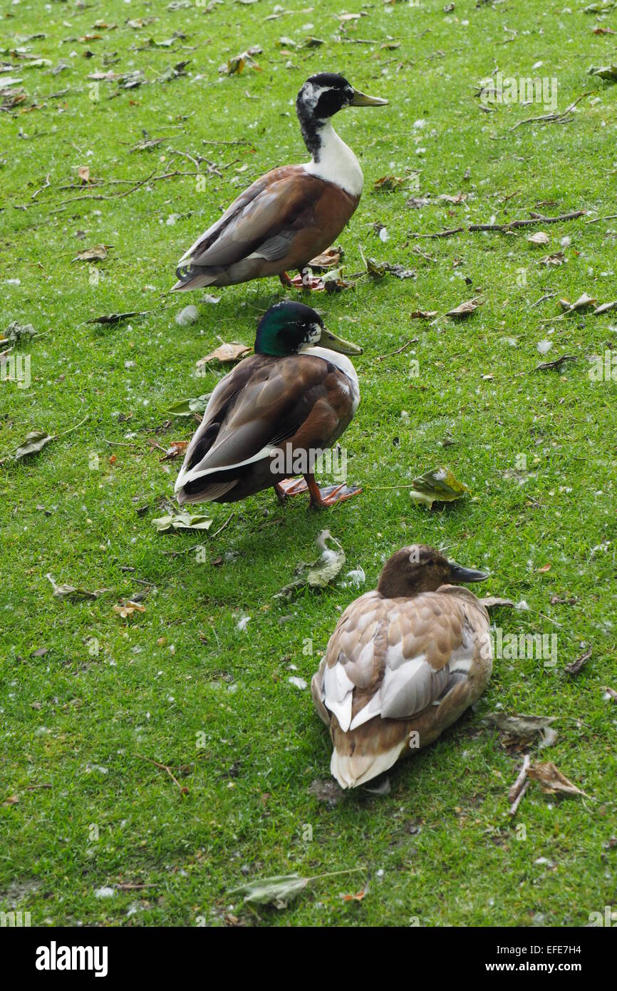 Brooding duck hi-res stock photography and images - Alamy