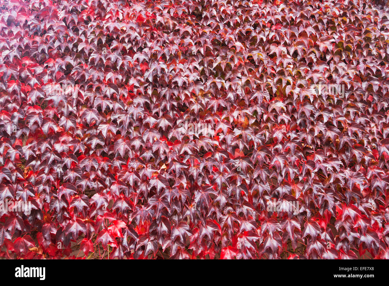 Red ivy hi-res stock photography and images - Alamy