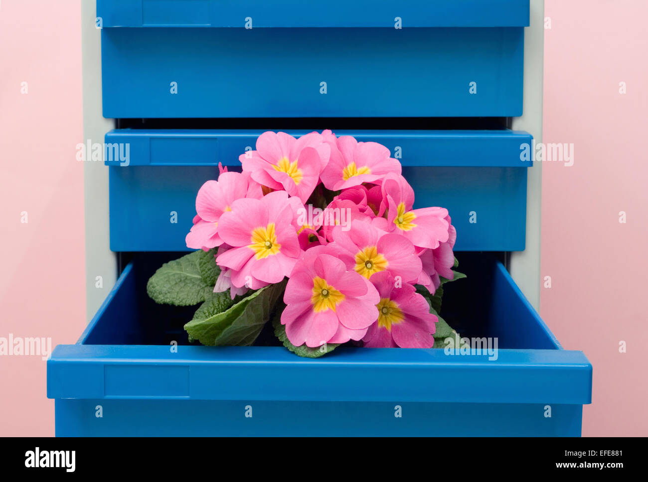 Flowers in drawer Stock Photo - Alamy