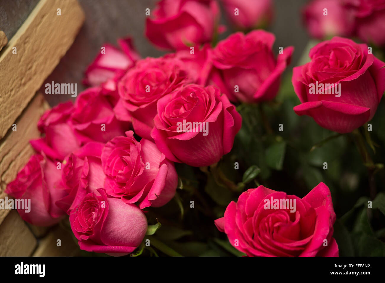many red roses Stock Photo - Alamy