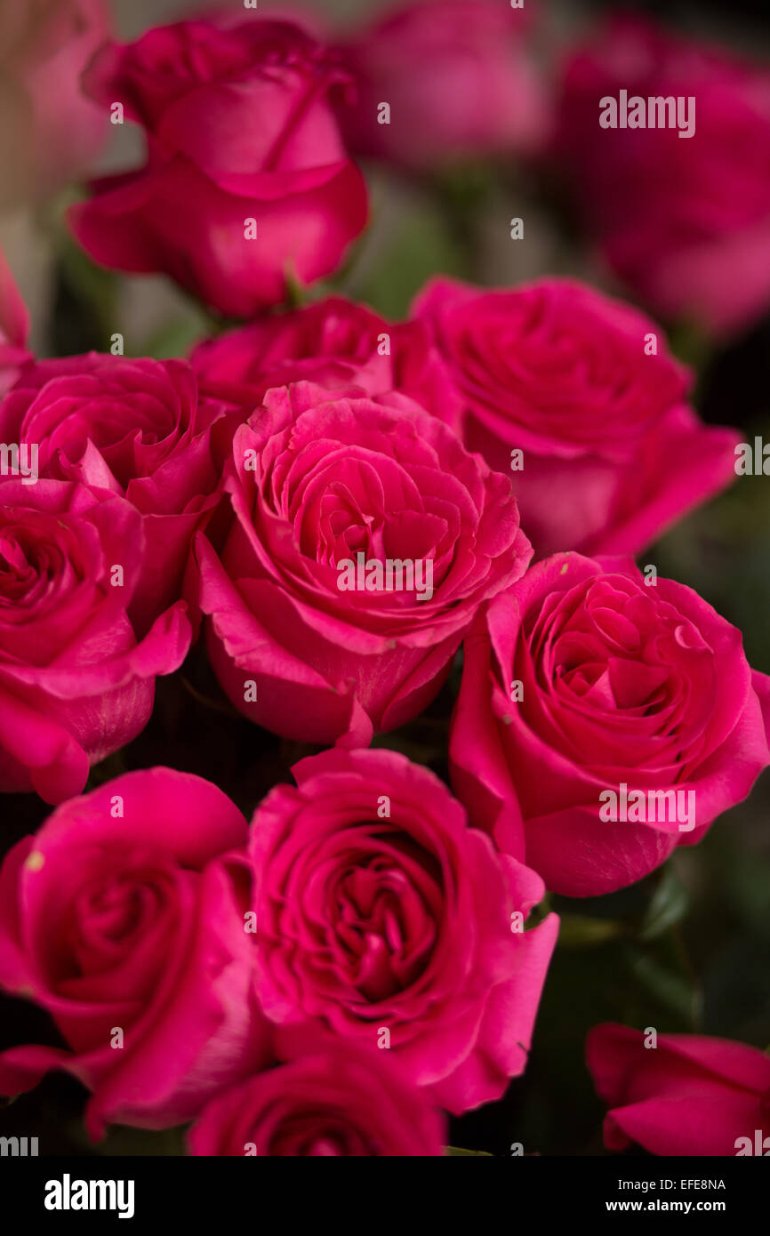 many red roses Stock Photo - Alamy