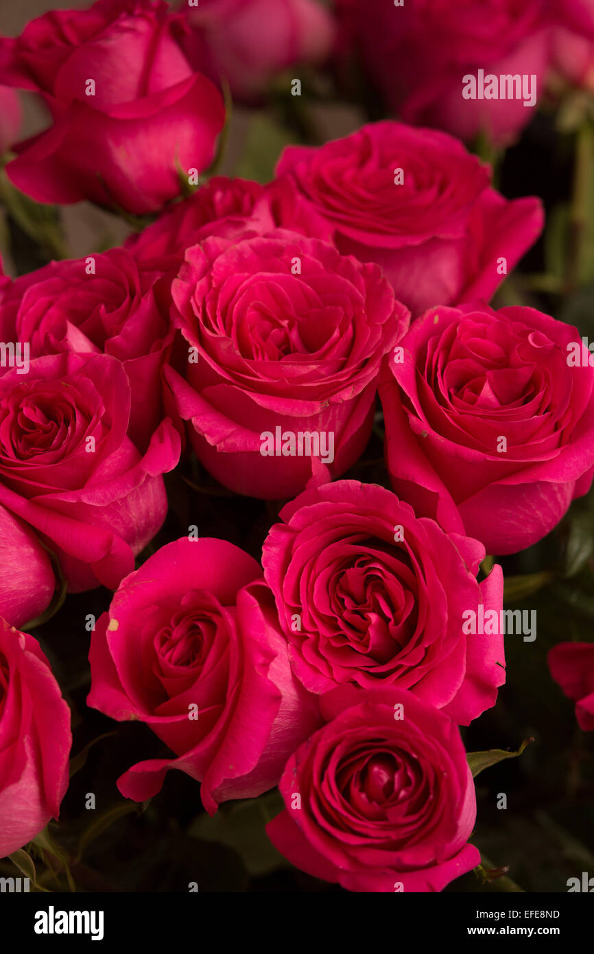 many red roses Stock Photo - Alamy