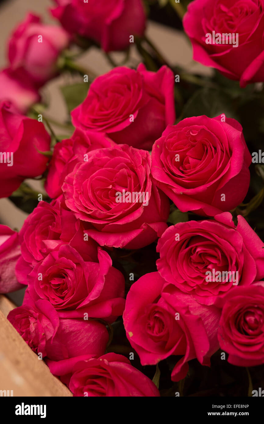 many red roses Stock Photo - Alamy
