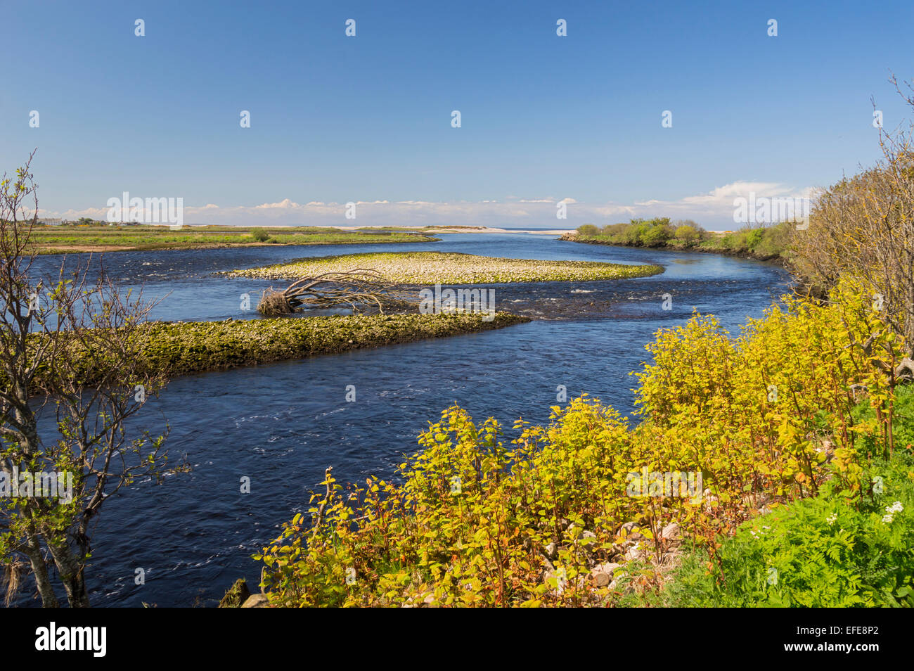 Spey bay scotland dolphin hi-res stock photography and images - Alamy