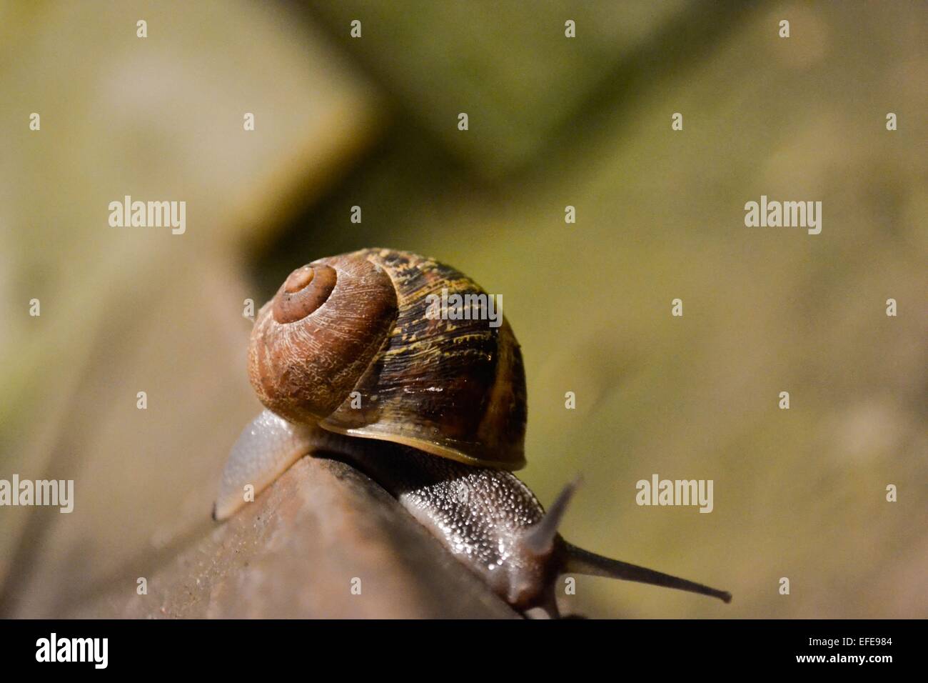 Radula Snail High Resolution Stock Photography and Images - Alamy