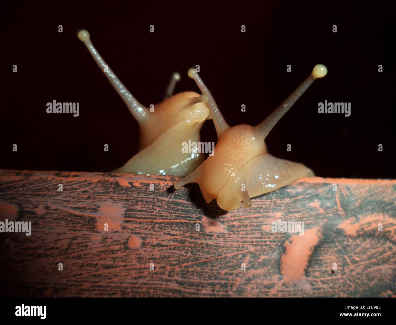 Radula Snail High Resolution Stock Photography and Images - Alamy