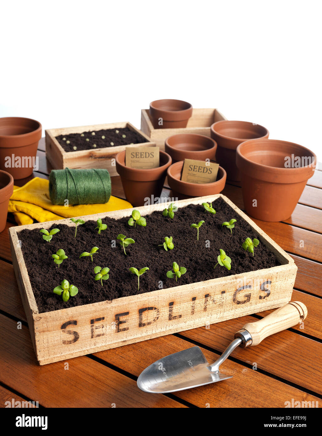 seedling tray with seedlings, garden trowel Stock Photo - Alamy