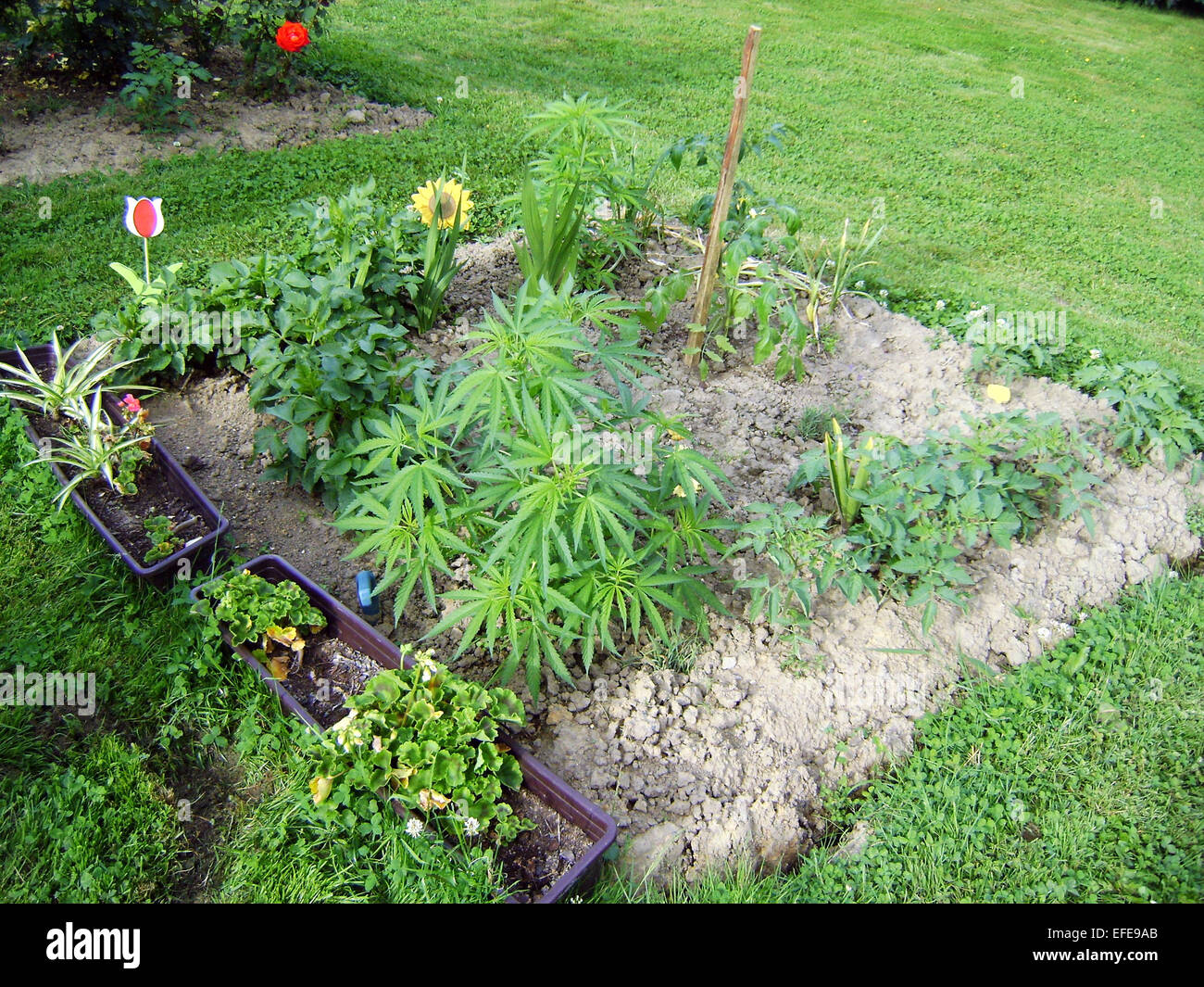 Cannabis grown for medical purposes Stock Photo - Alamy