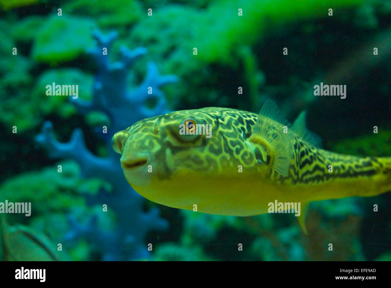 Fish In The Nile High Resolution Stock Photography and Images - Alamy