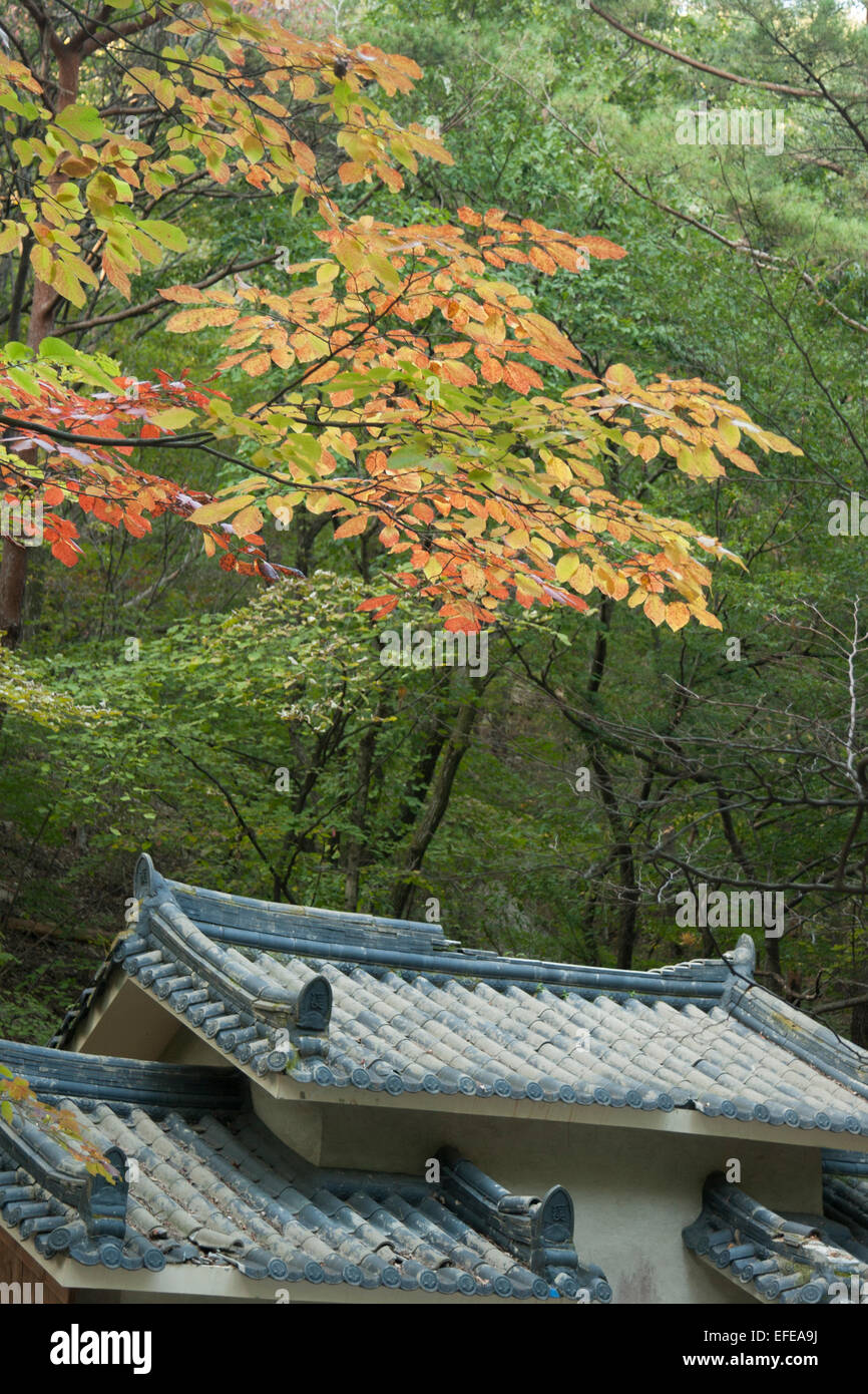Autumn leaves over an asian structure Stock Photo - Alamy