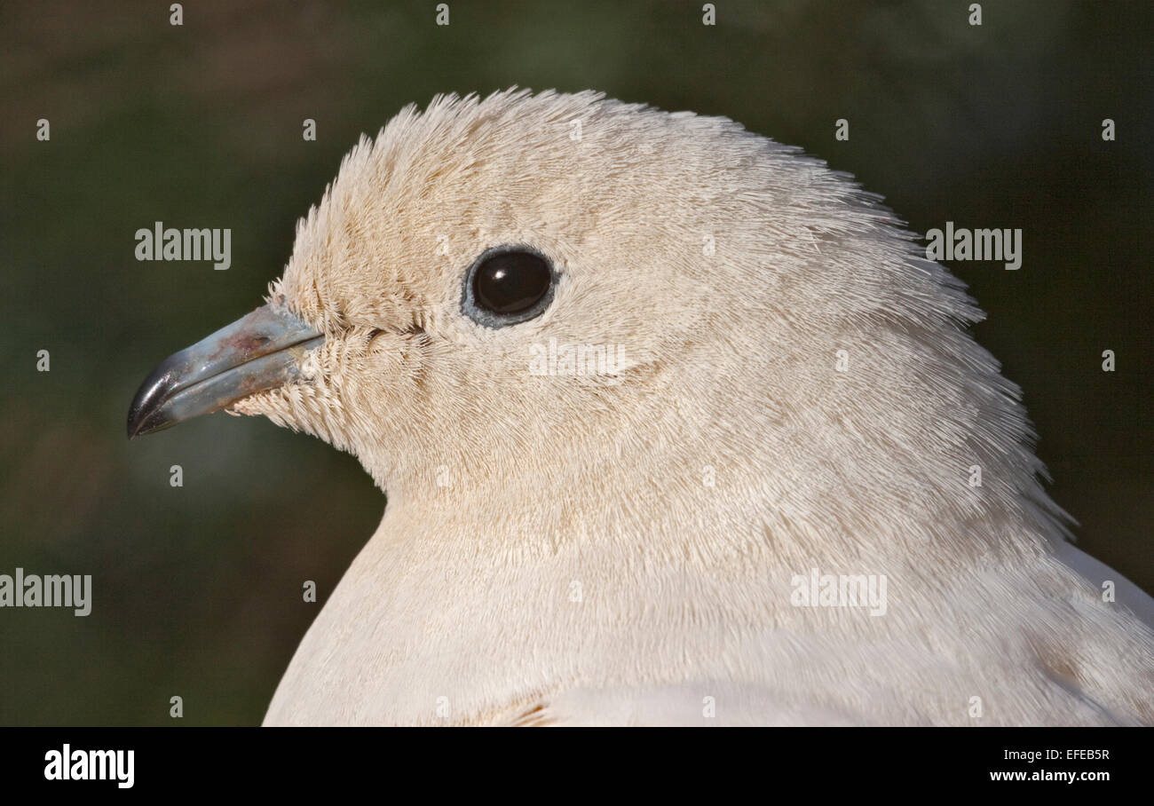 Pied Imperial Pigeon (ducula bicolor Stock Photo - Alamy