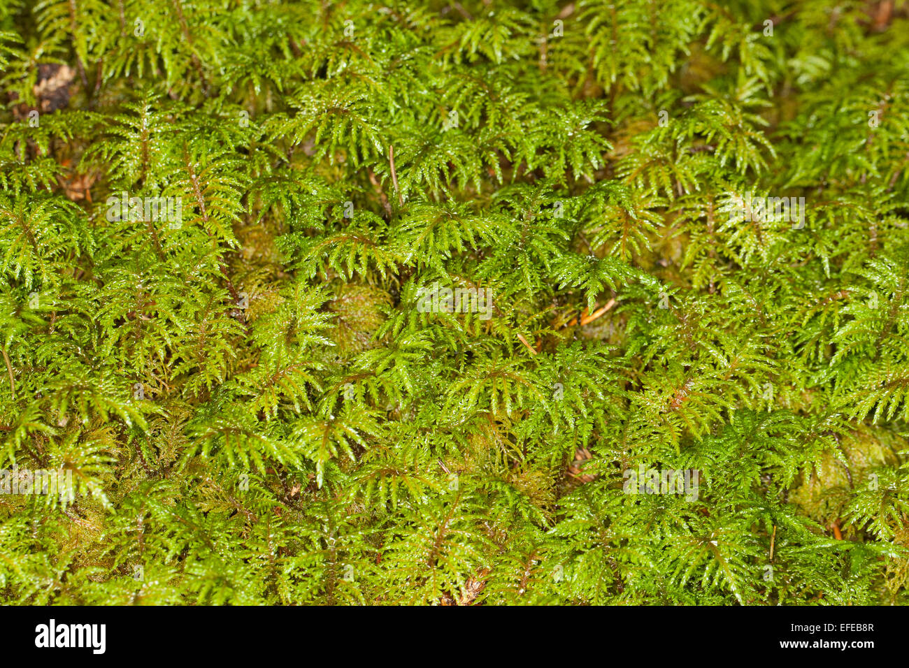 Glittering Wood-moss, Stair-step Moss, Fern Moss, feather moss ...