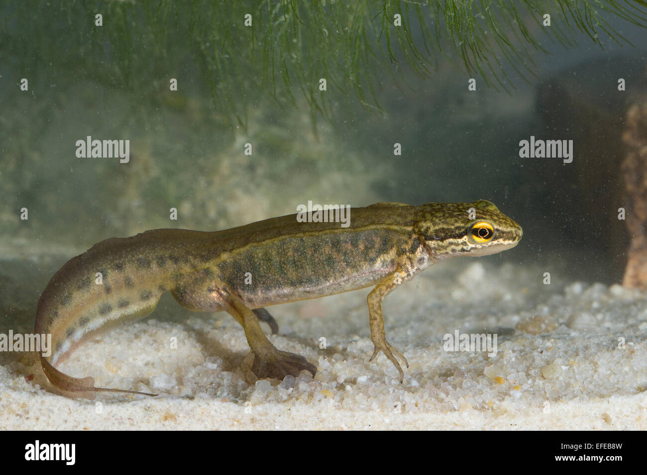 Palmate newt, male, Fadenmolch, Männchen, Wassertracht, Faden-Molch ...