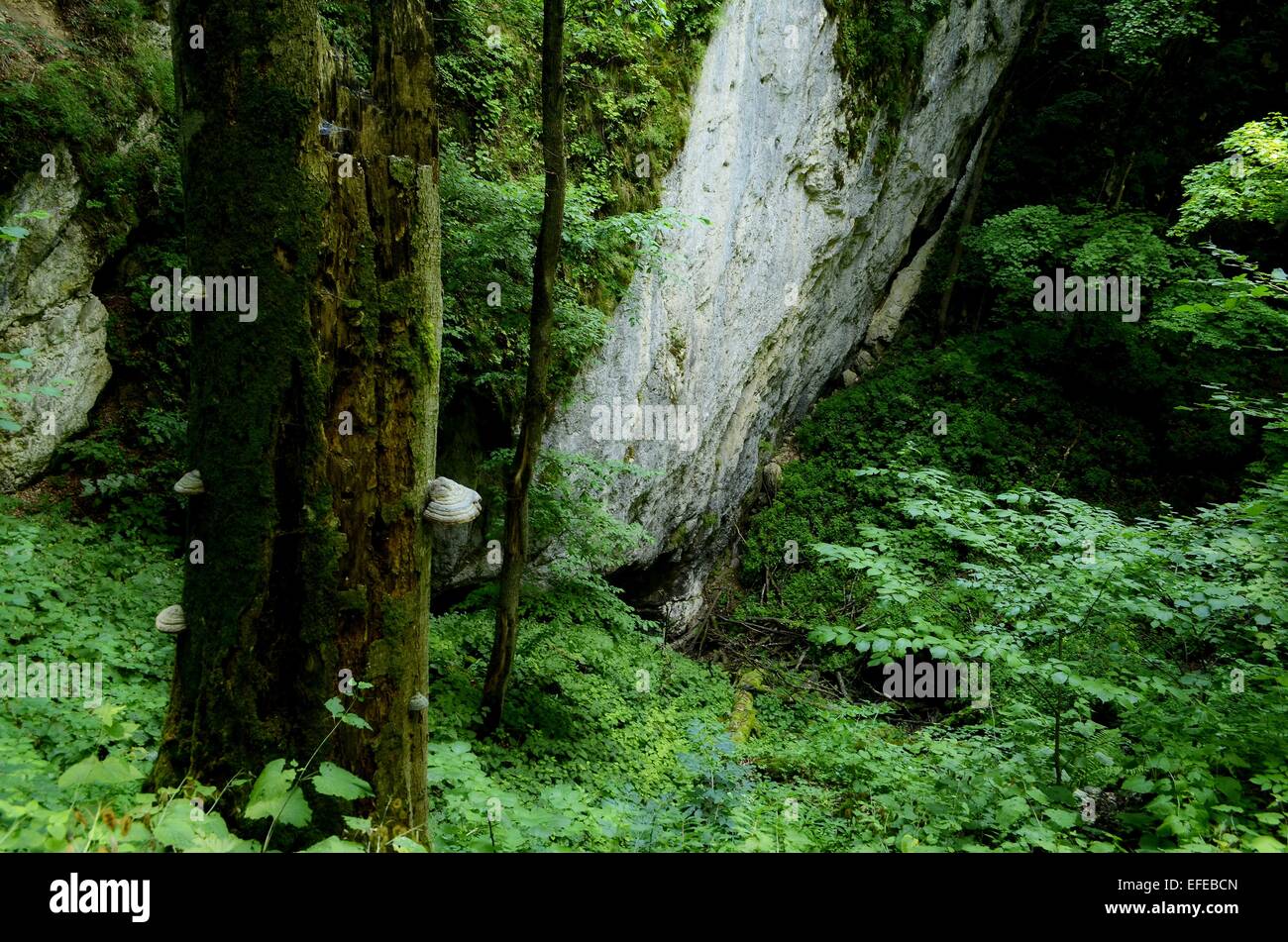 Forest detail, with rocks, and putrid tree Stock Photo - Alamy