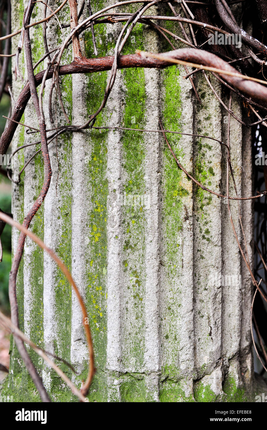 Detail with a wild creeper plant growing around an old doric column ...