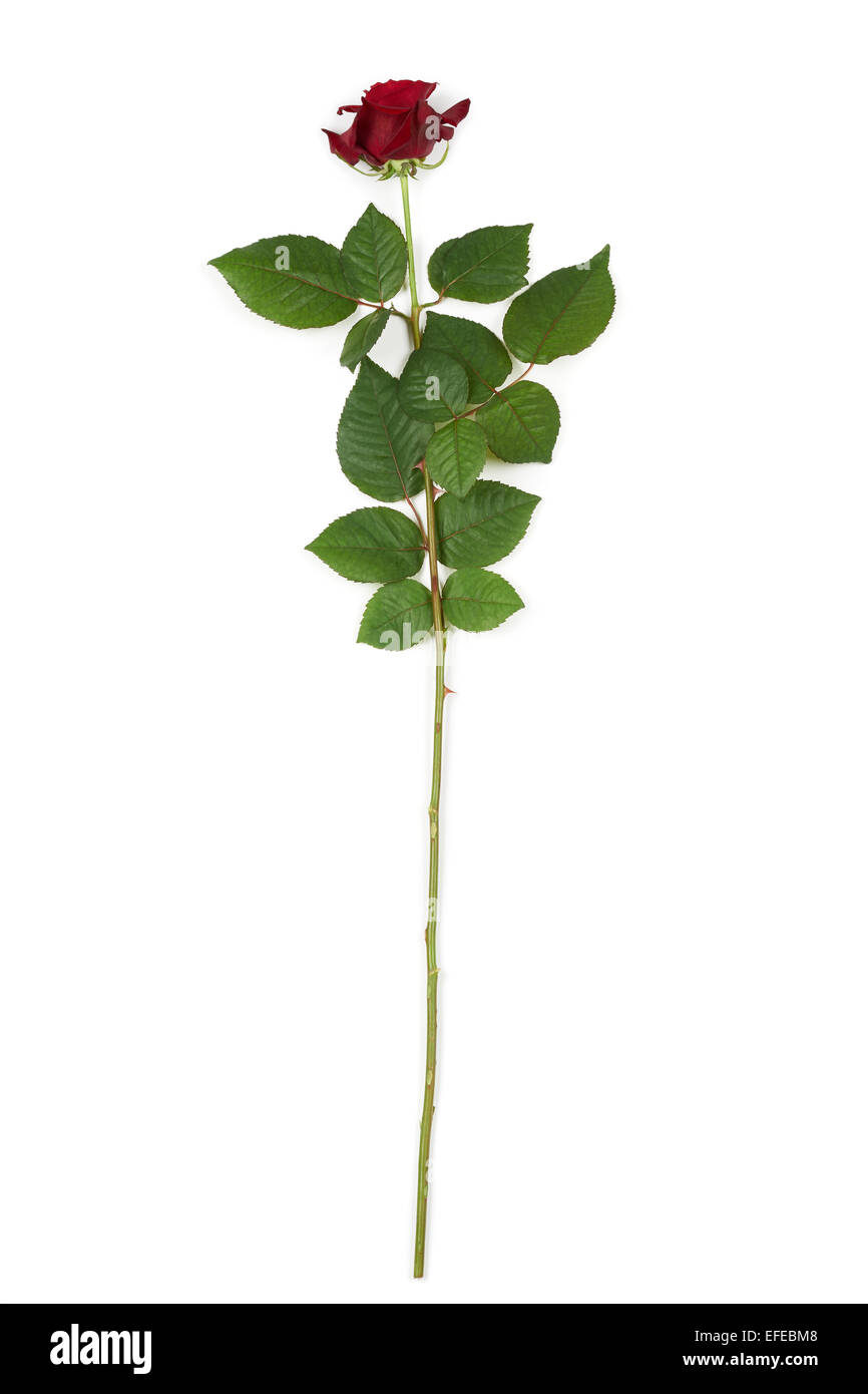 Single red rose stem hi-res stock photography and images - Alamy