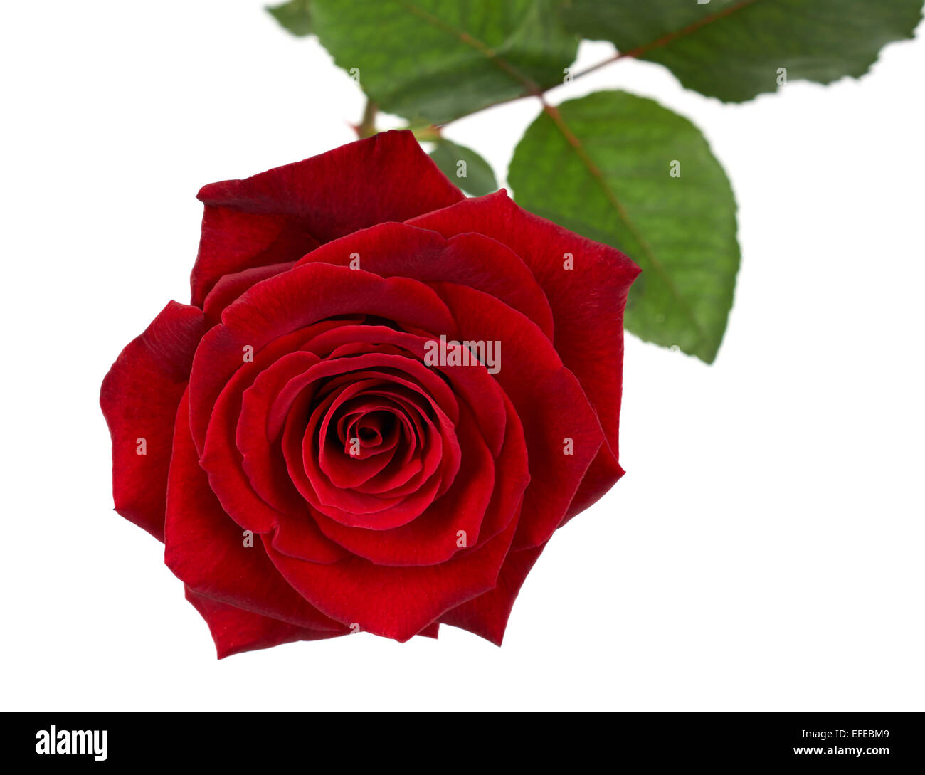 One red rose isolated over the white background Stock Photo - Alamy