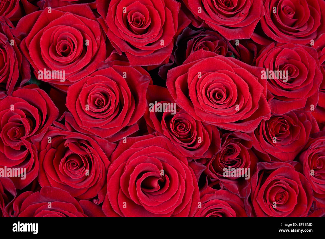 Many red roses as a floral background Stock Photo - Alamy