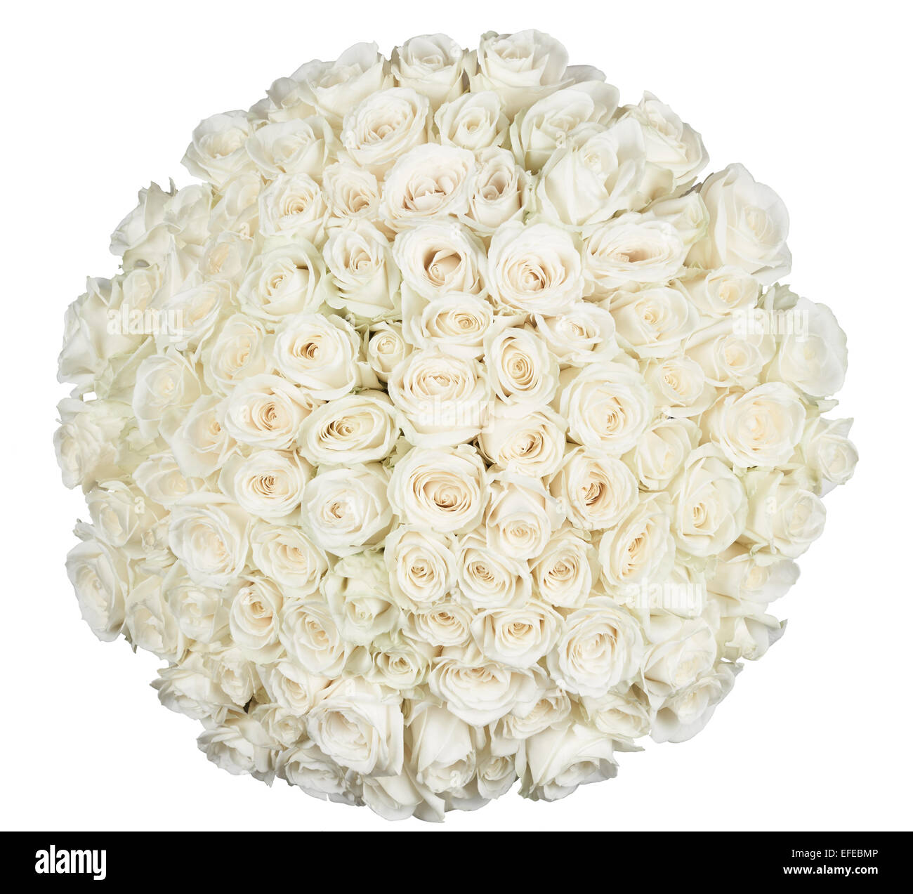 Bunch of round shaped roses isolated on white Stock Photo - Alamy