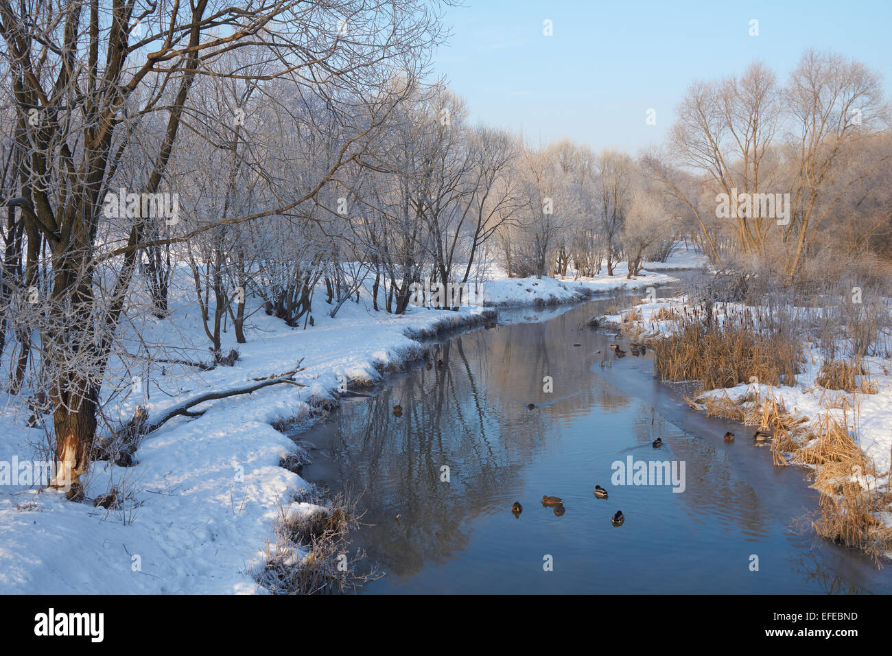 Scenery of calm winter day and ducks on the river Stock Photo - Alamy