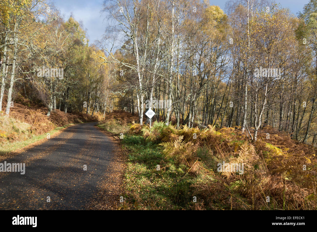 Glen Affric, Autumn colours, Inverness, Higland Region, Scotland, UK ...