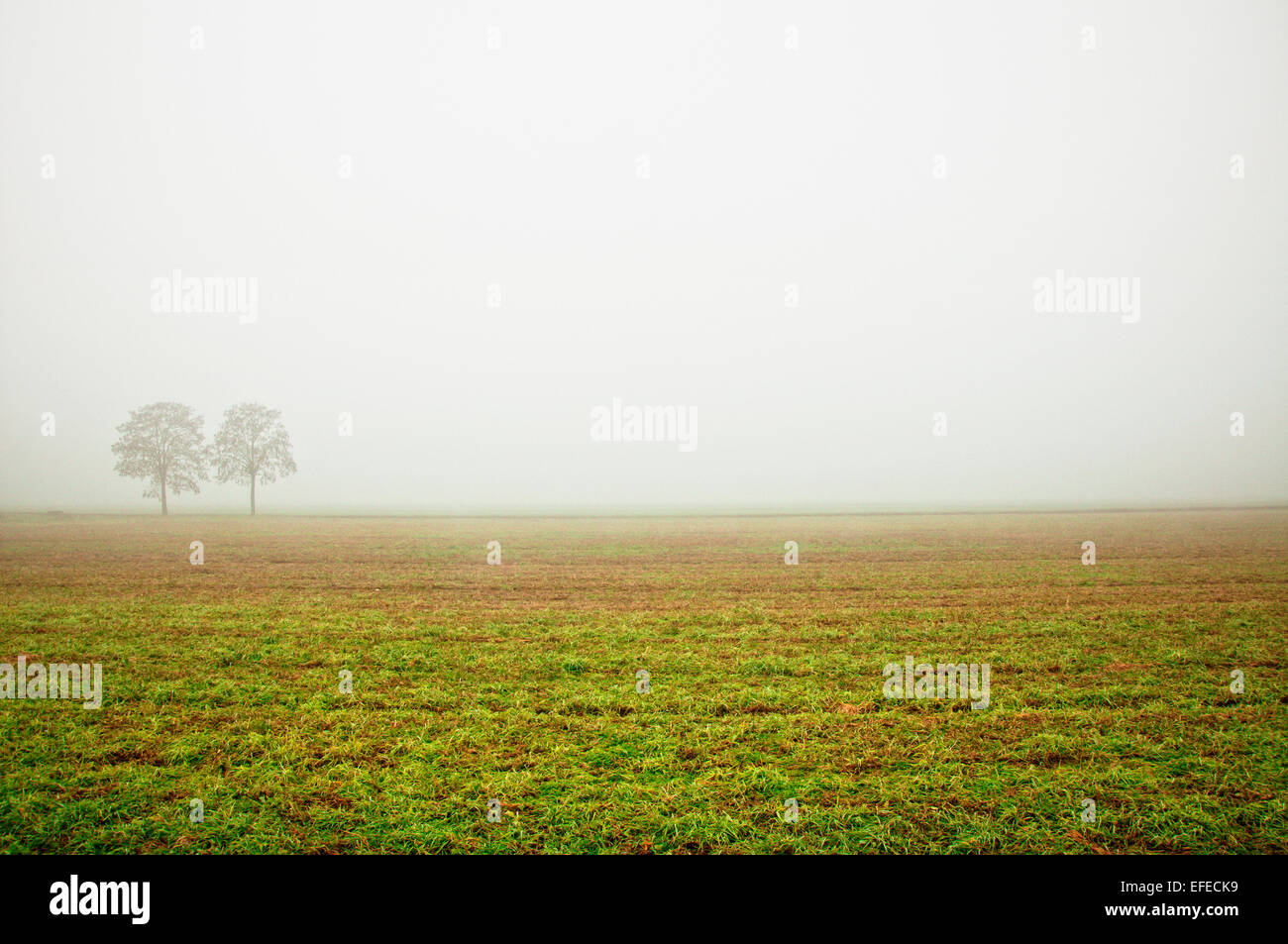 Foggy rural field with trees Stock Photo - Alamy