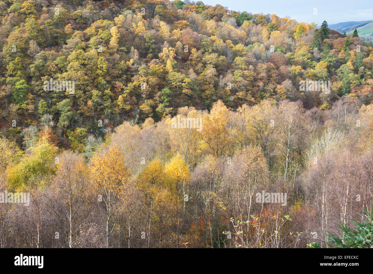 Killiecrankie gorge, autumn colours, Perthshire, Scotland, uk Stock ...