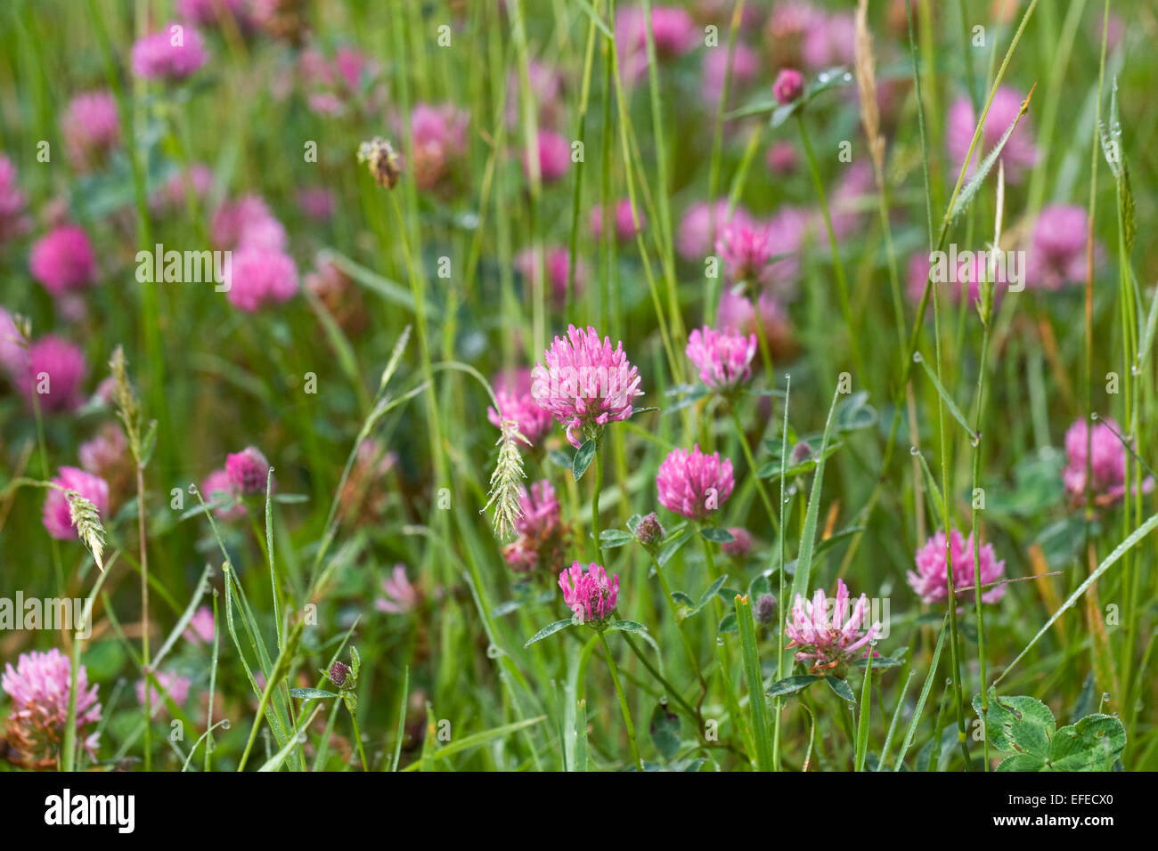 Insect red clover hi-res stock photography and images - Alamy
