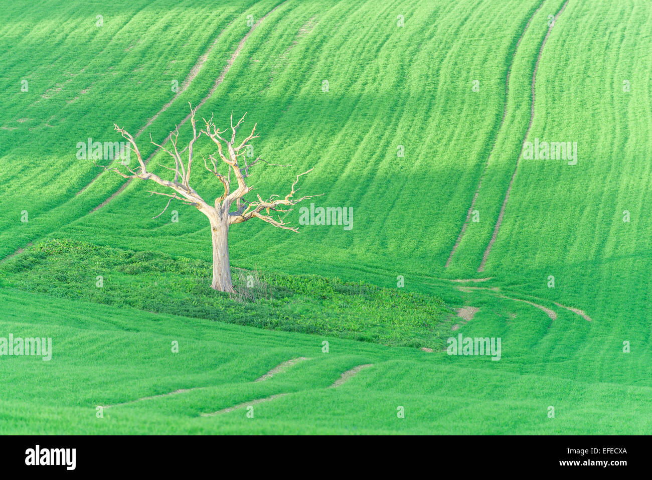 Close up of the mysteries bury tree Stock Photo - Alamy
