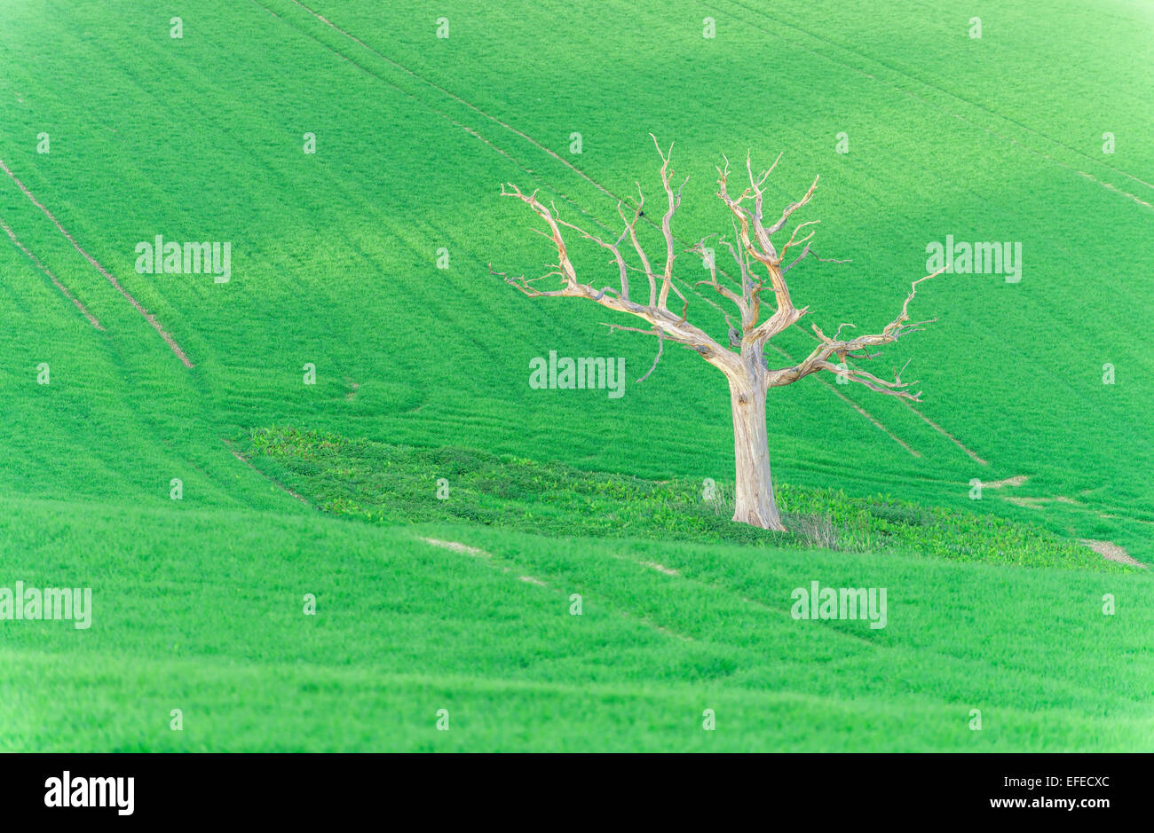 Close up of the mysteries bury tree Stock Photo - Alamy