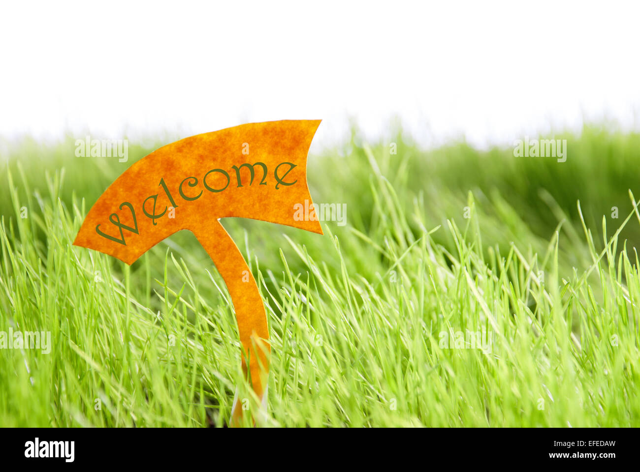 Label With English Green Text Welcome On Sunny Green Grass For Spring ...