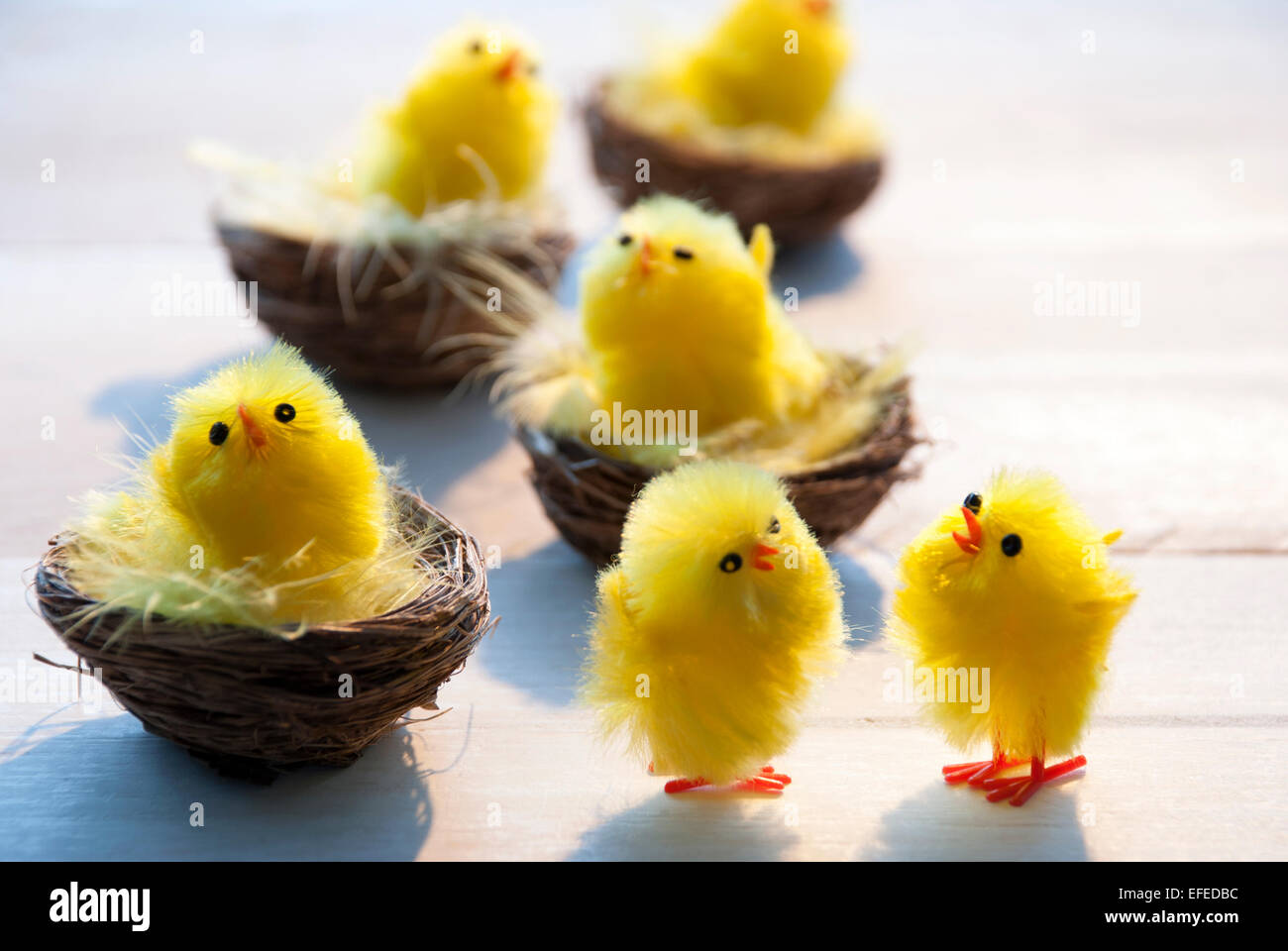 Chicks in nest concept hi-res stock photography and images - Alamy