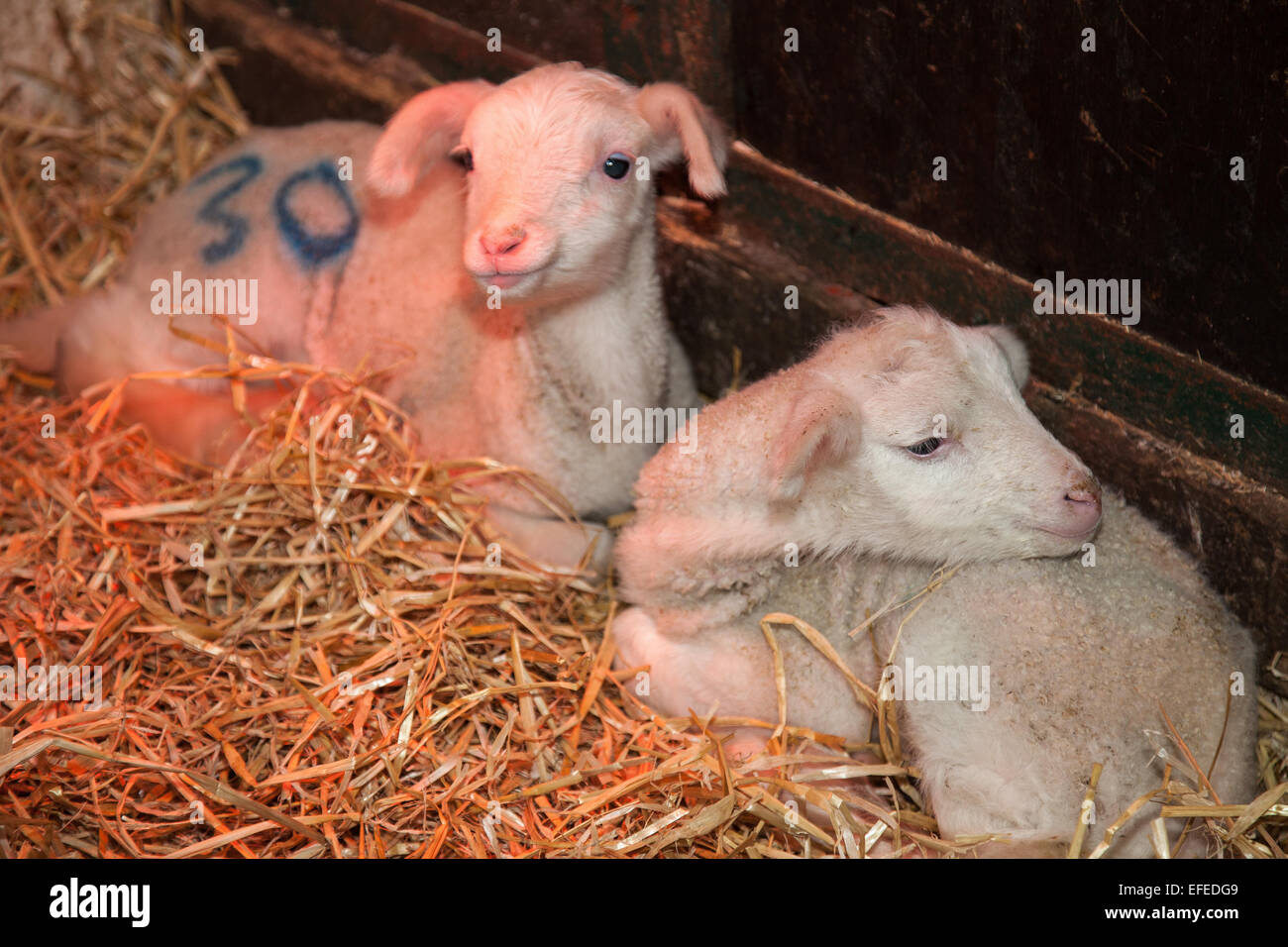 Milksheep hi-res stock photography and images - Alamy