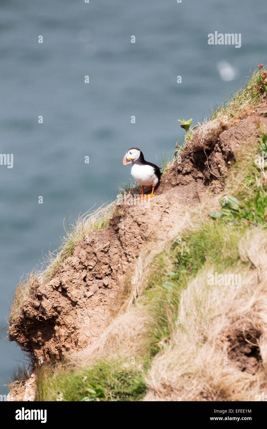 UK, Bempton Cliffs, puffin Stock Photo - Alamy