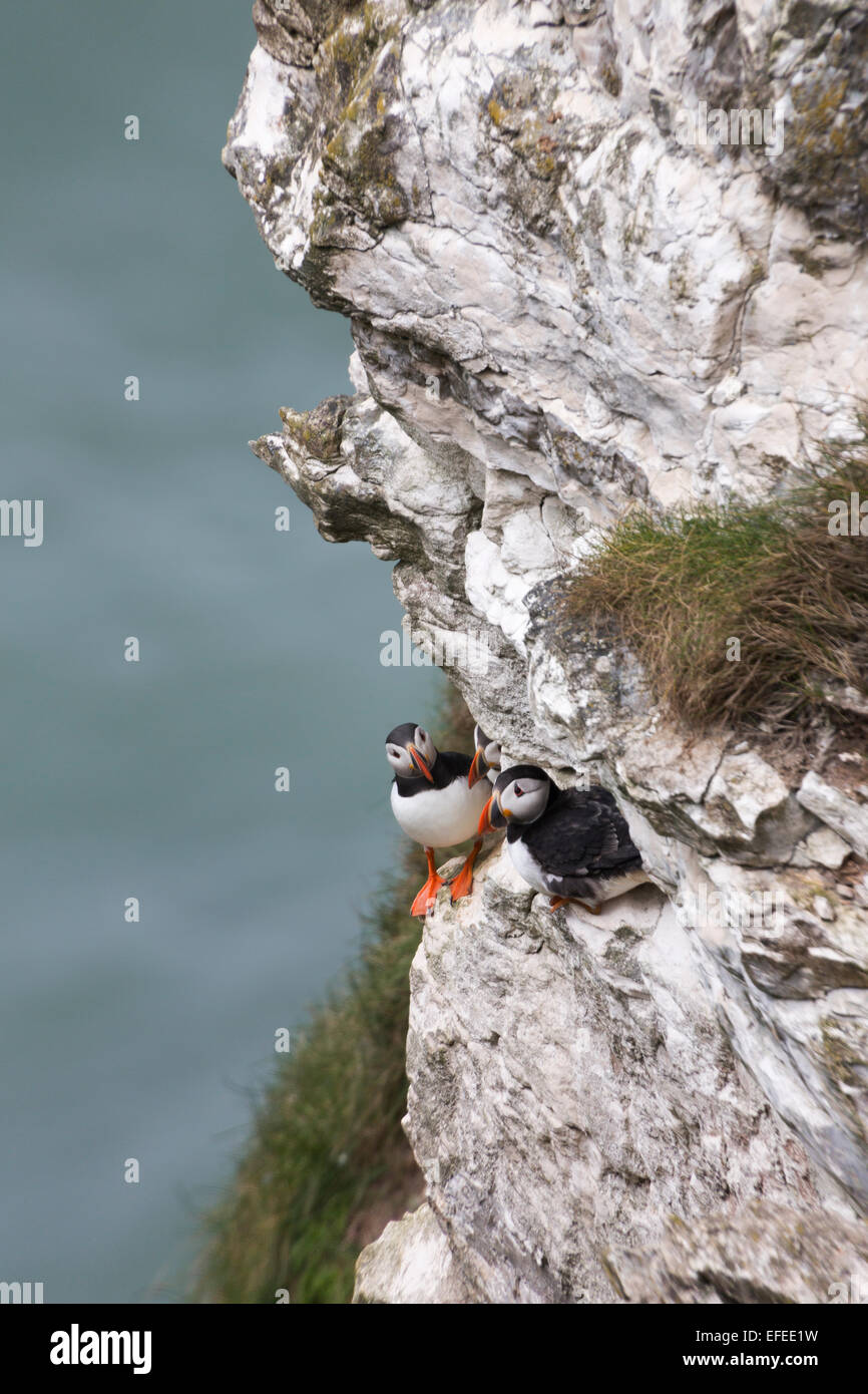 UK, Bempton Cliffs, puffins on cliff edge Stock Photo - Alamy