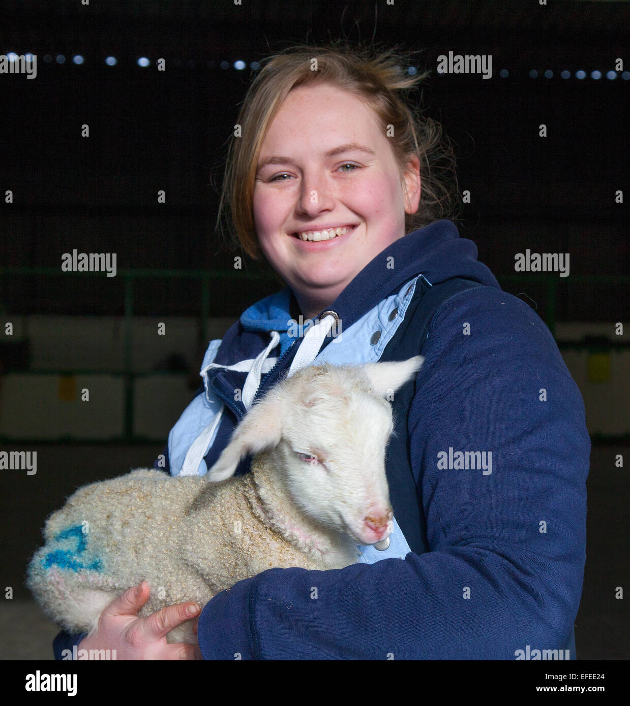 British milk sheep hi-res stock photography and images - Alamy