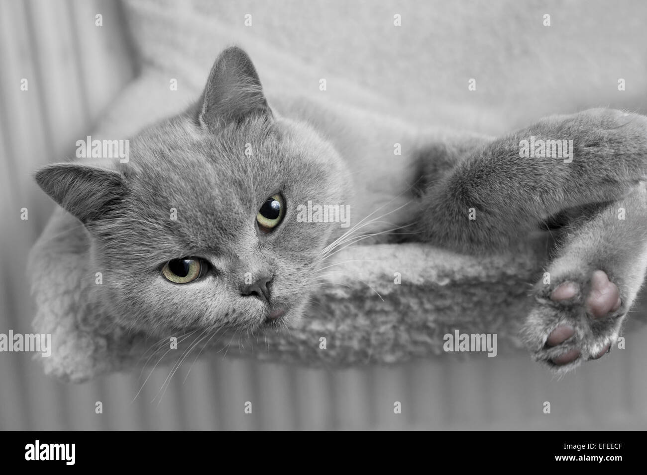 British Blue cat Stock Photo - Alamy