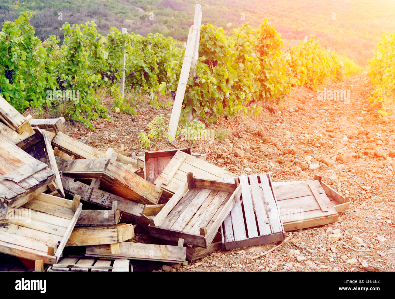 Empty boxes for grapes beside the rows of vines Stock Photo - Alamy